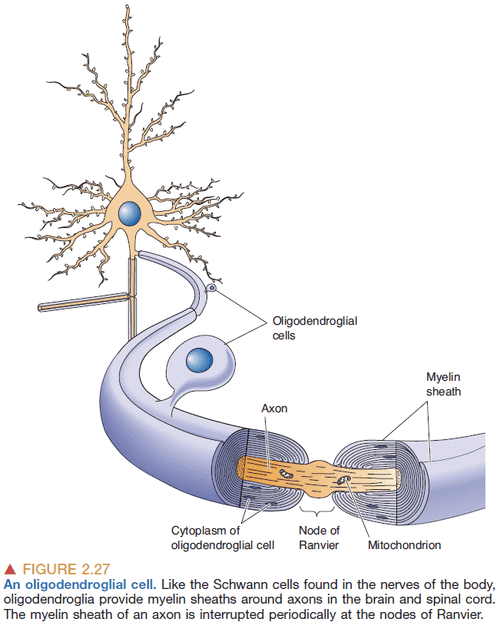 Chapter 3: The Neuronal Membrane at Rest
