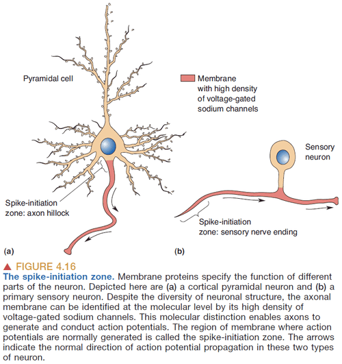 Chapter 5: Synaptic Transmission
