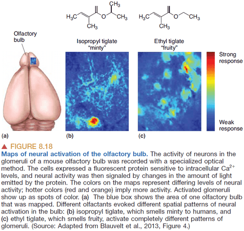Temporal coding in the olfactory system